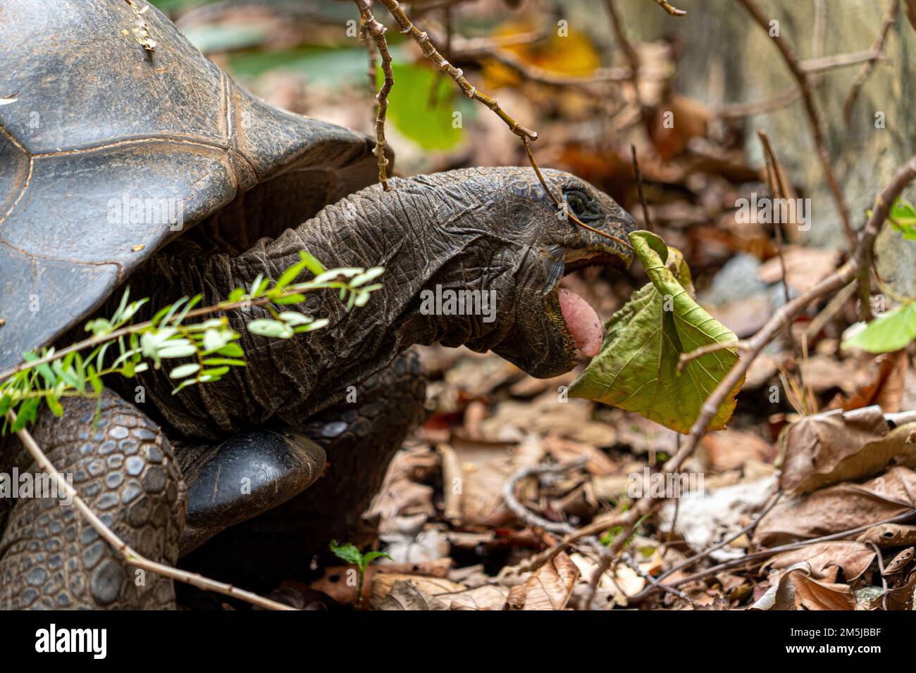 Mauritius giant land turtle in green forest setting, Mauritian native ...