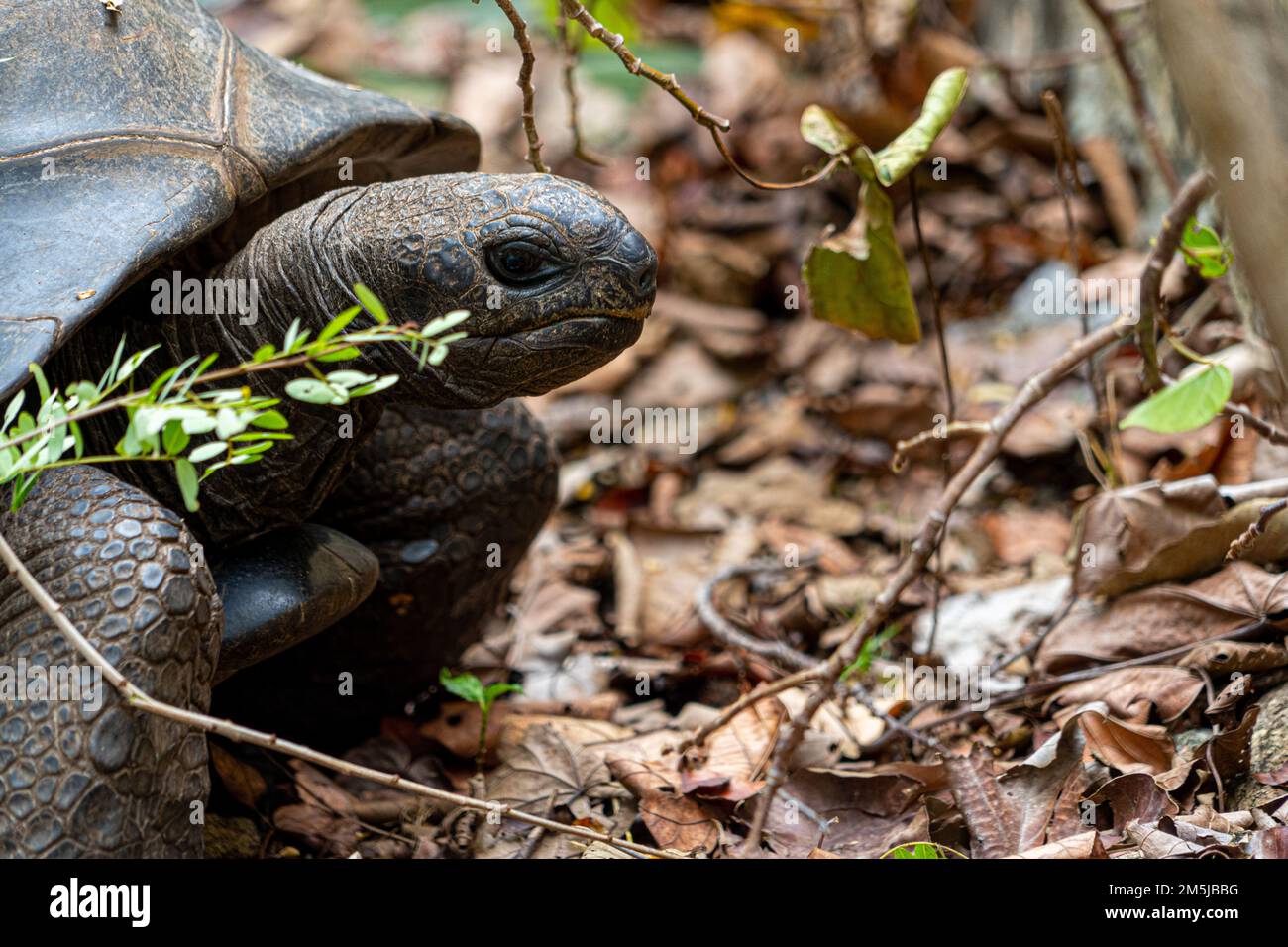 Mauritius giant land turtle in green forest setting, Mauritian native ...
