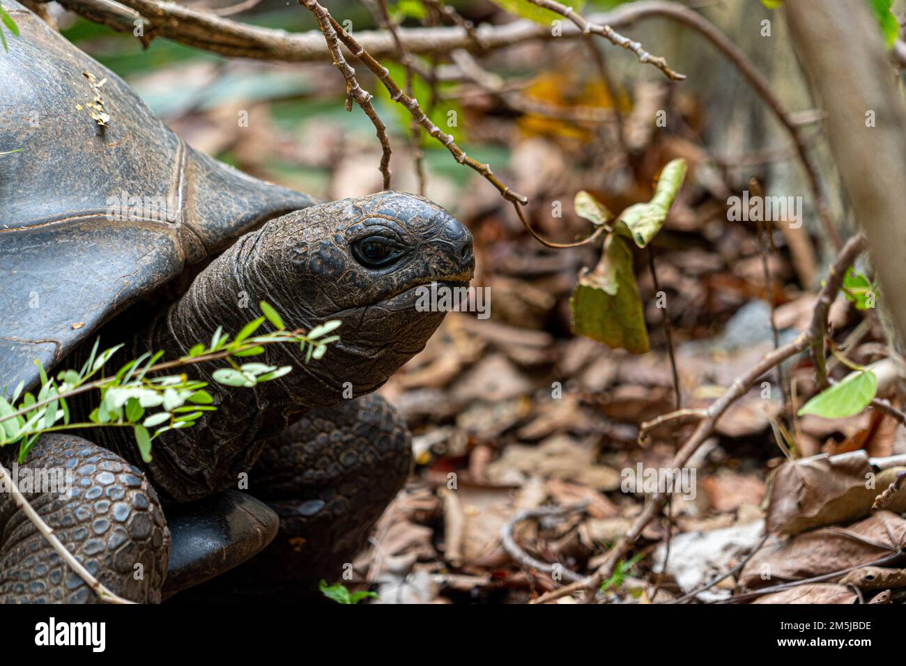 Mauritius giant land turtle in green forest setting, Mauritian native ...