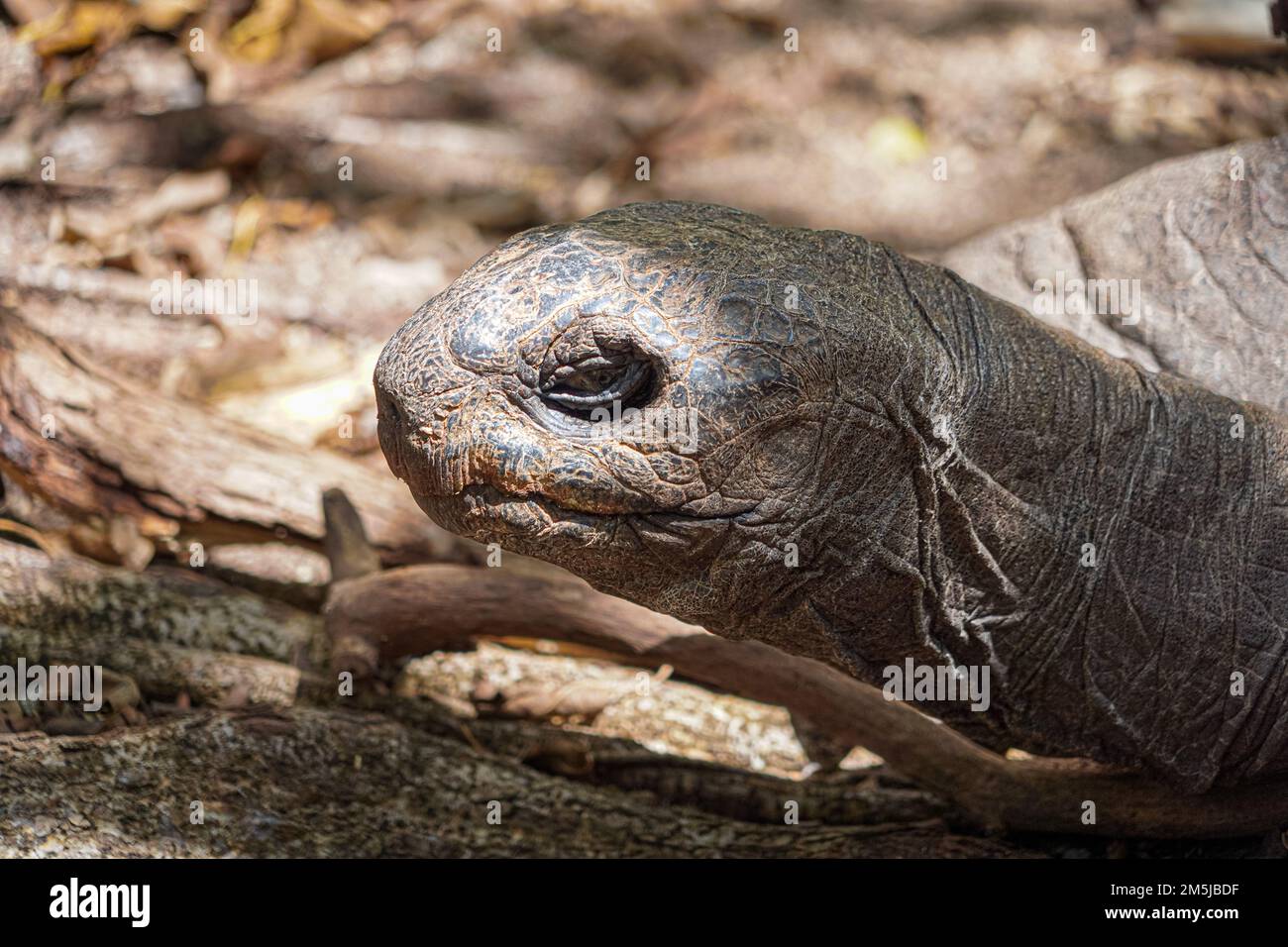 Mauritius giant land turtle in green forest setting, Mauritian native ...