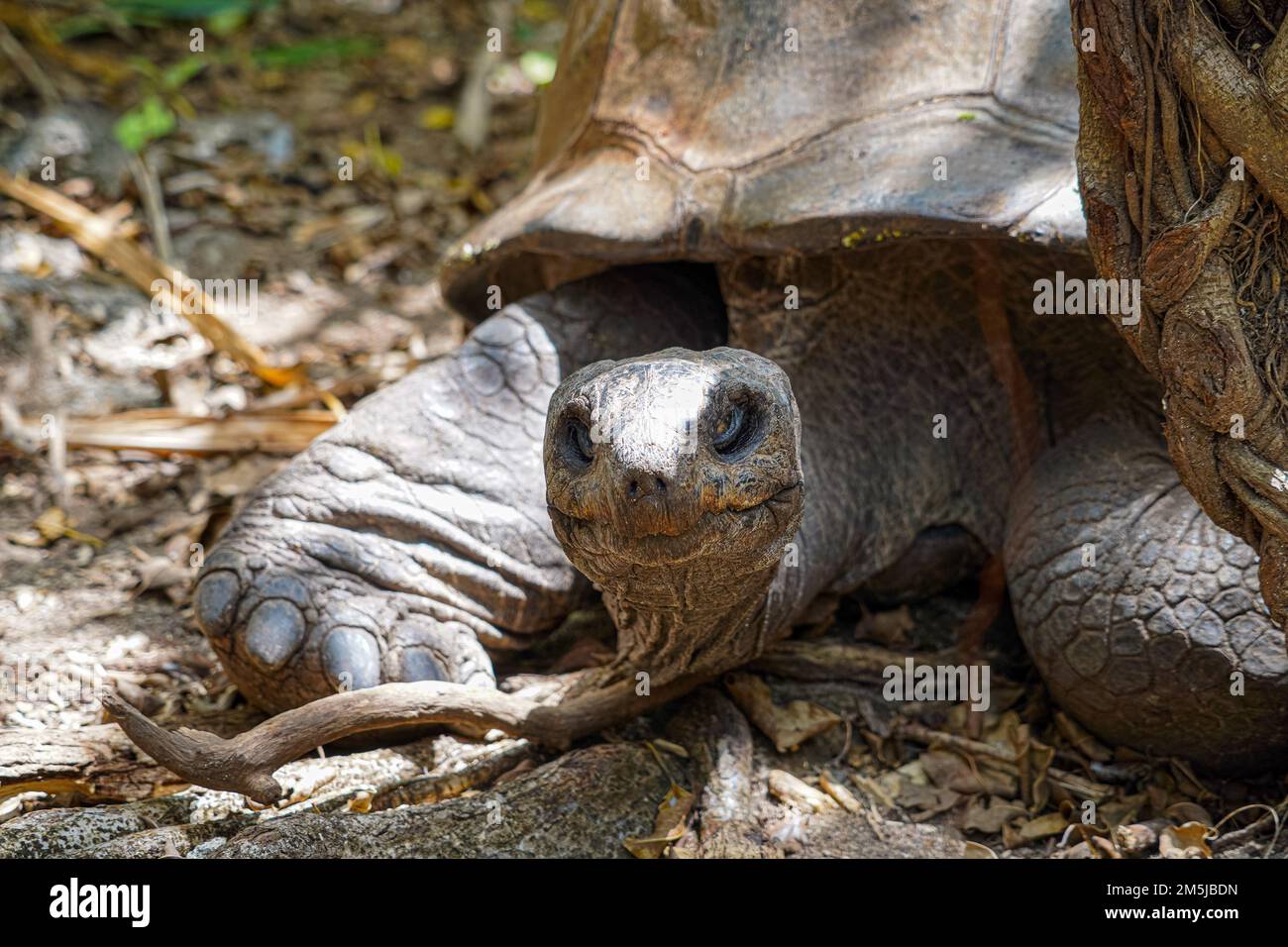 Mauritius giant land turtle in green forest setting, Mauritian native ...