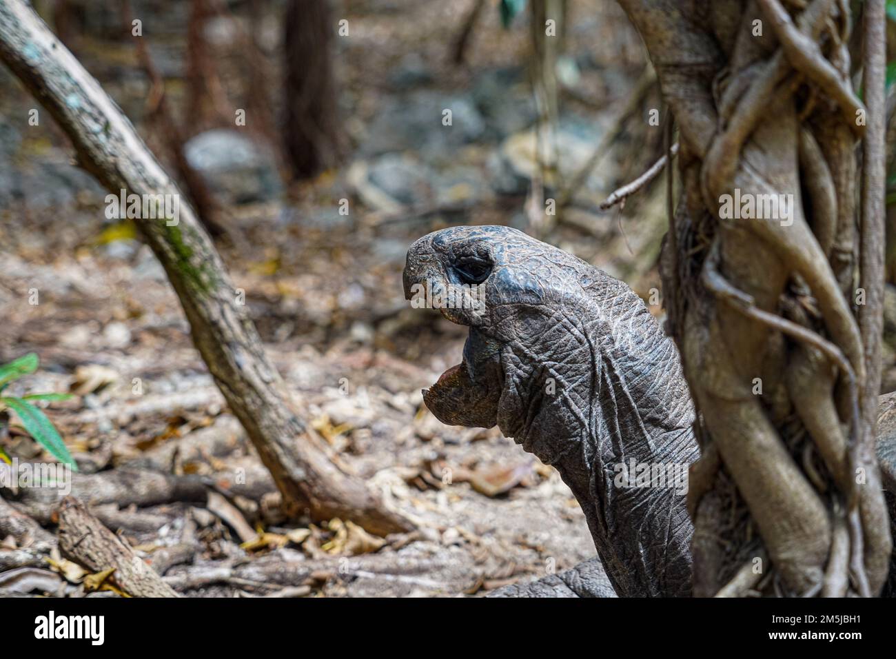 Mauritius giant land turtle in green forest setting, Mauritian native ...