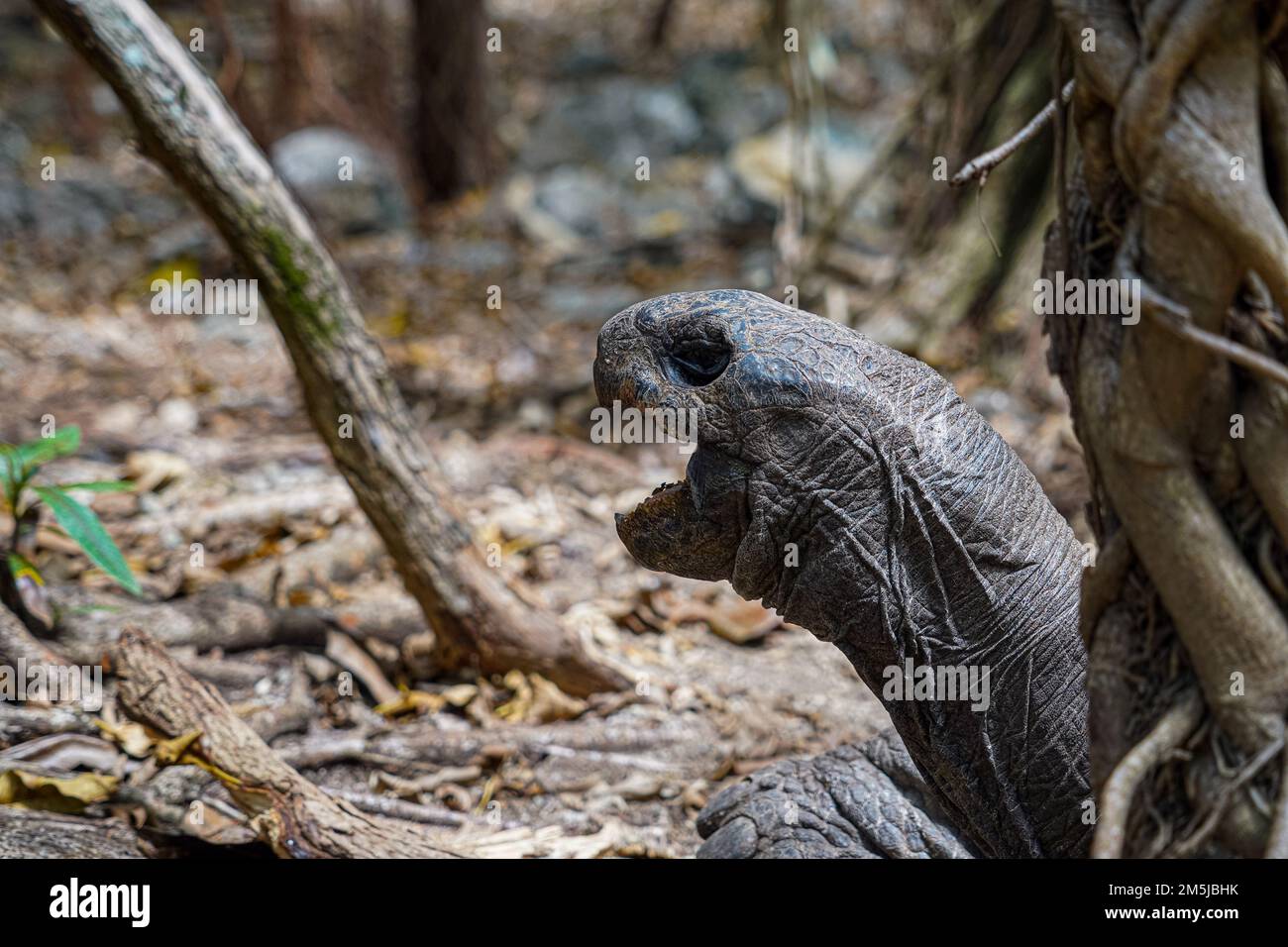 Mauritius giant land turtle in green forest setting, Mauritian native ...