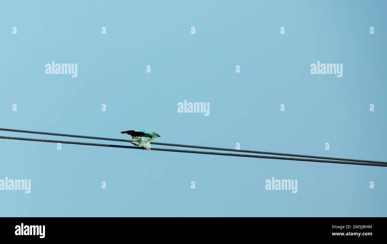 Blue breasted roller hi-res stock photography and images - Alamy