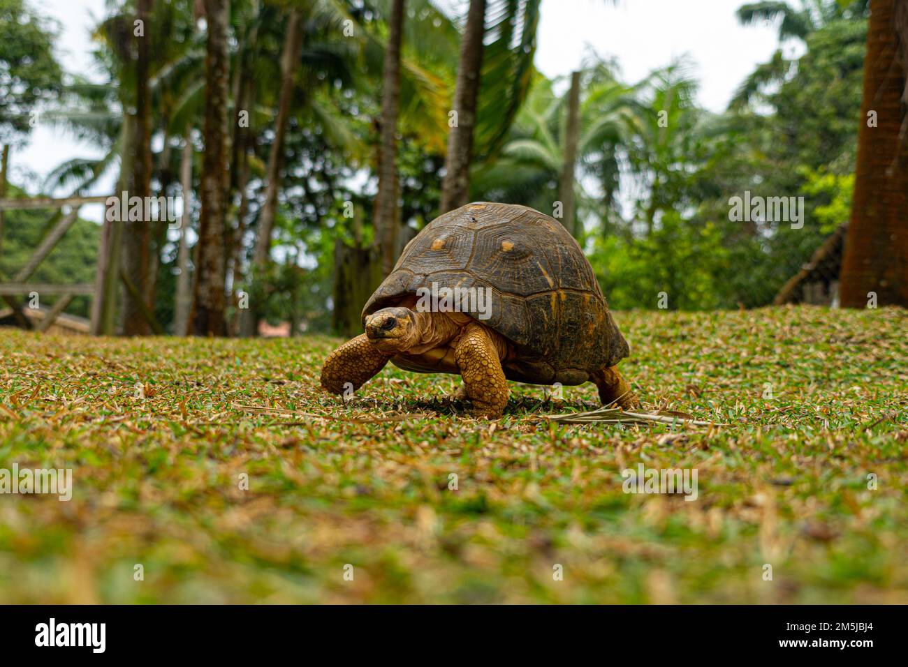 Mauritius giant land turtle in green forest setting, Mauritian native ...