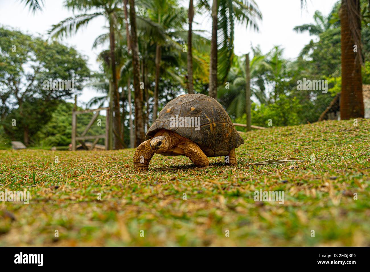 Mauritius giant land turtle in green forest setting, Mauritian native ...