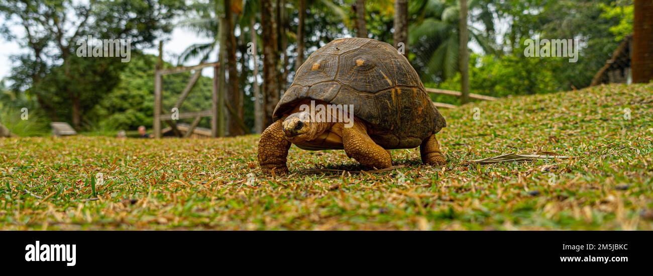 Mauritius giant land turtle in green forest setting, Mauritian native ...