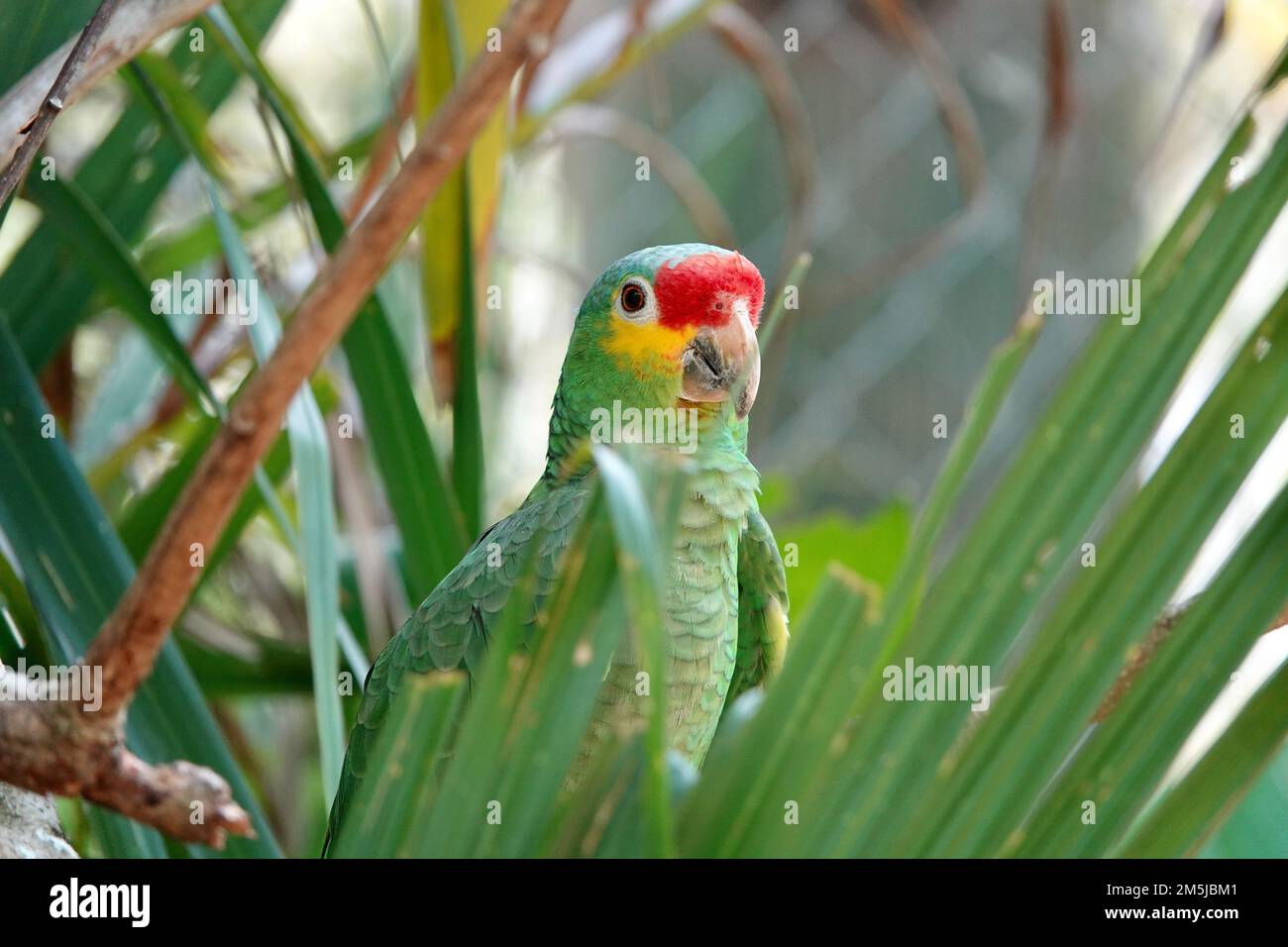 Portrait of beautiful Red-lored Amazon Parrot in Mexico on green ...
