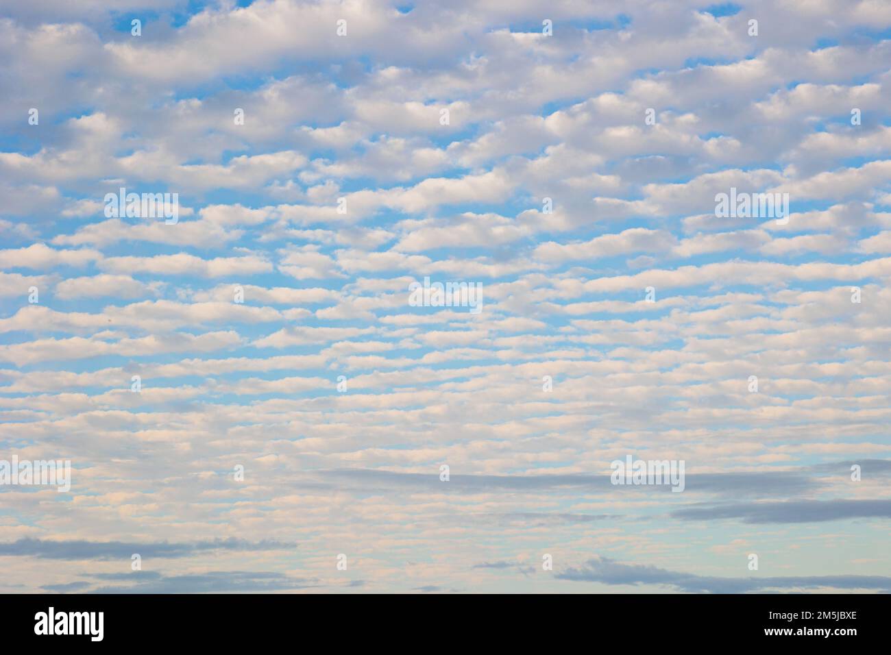 Cirrocumulus clouds forming over Northumberland on a lovely summers day ...