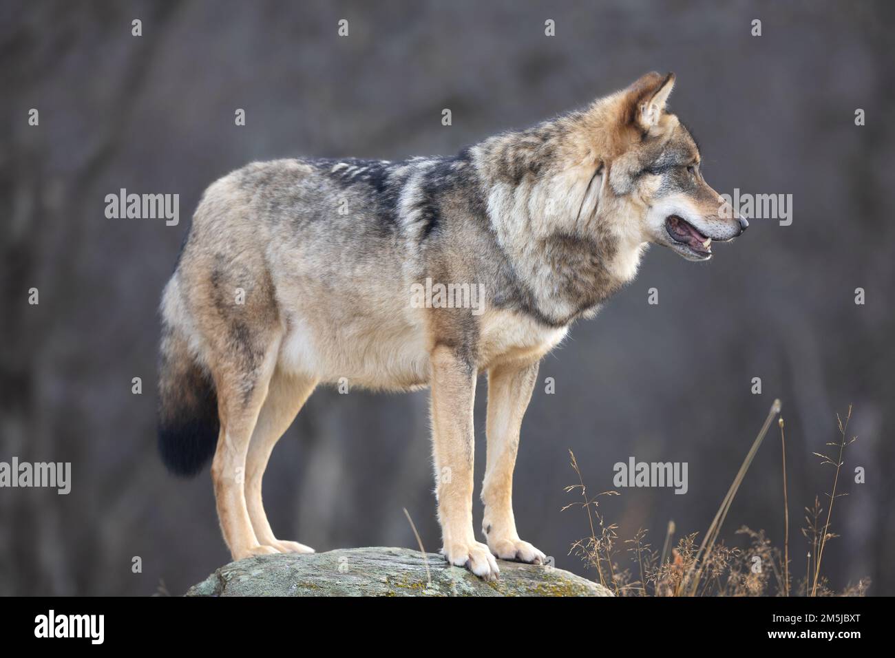 Portrait of a large male grey wolf standing on a rock in the forest ...