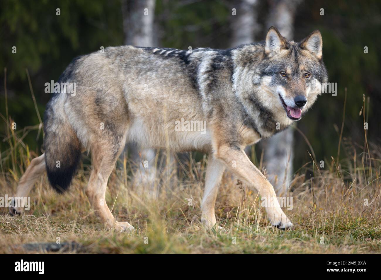 Profile of large male grey wolf walking on a hill in the forest Stock ...