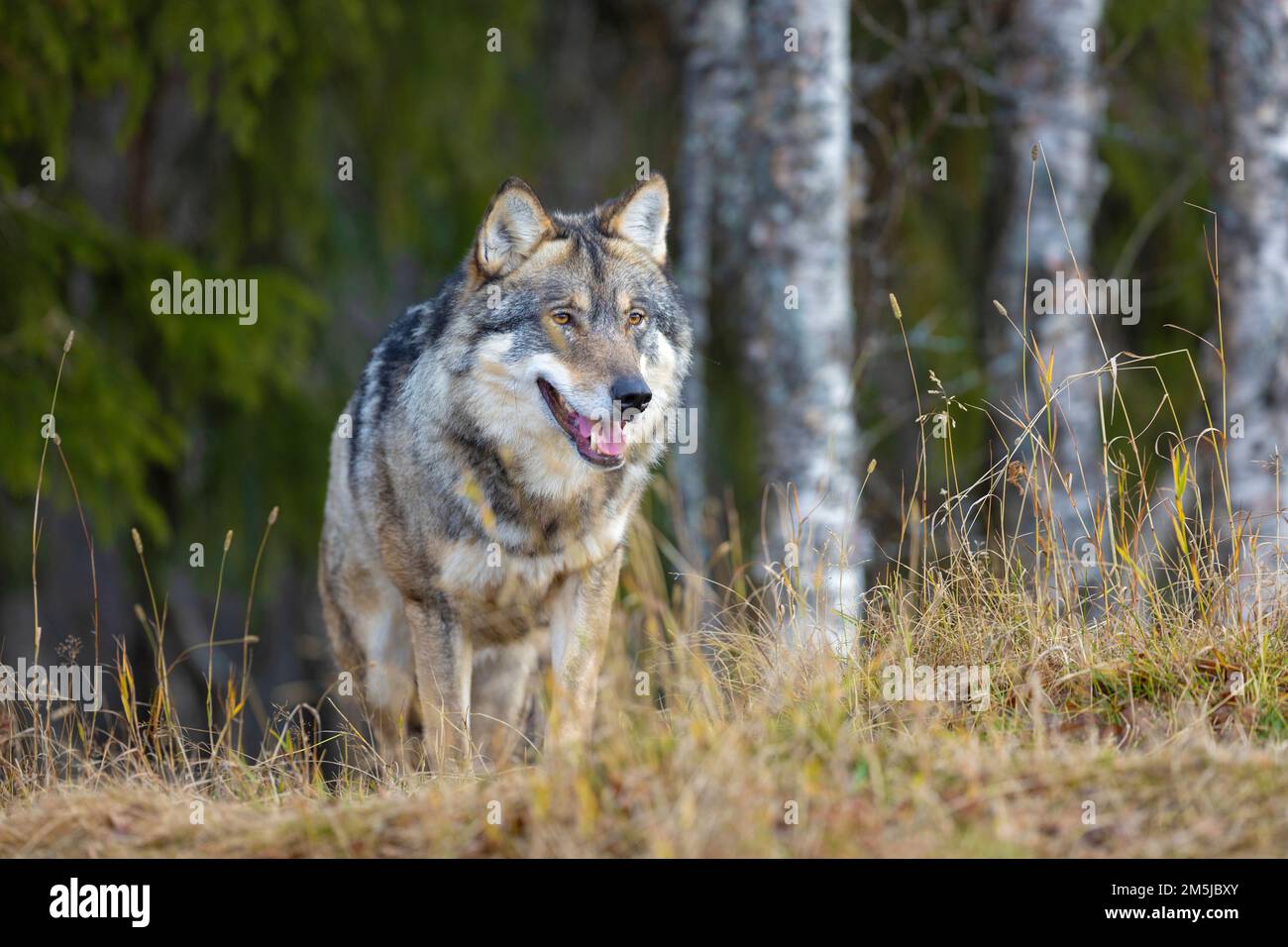 Large male grey wolf walking on a hill in the forest Stock Photo - Alamy