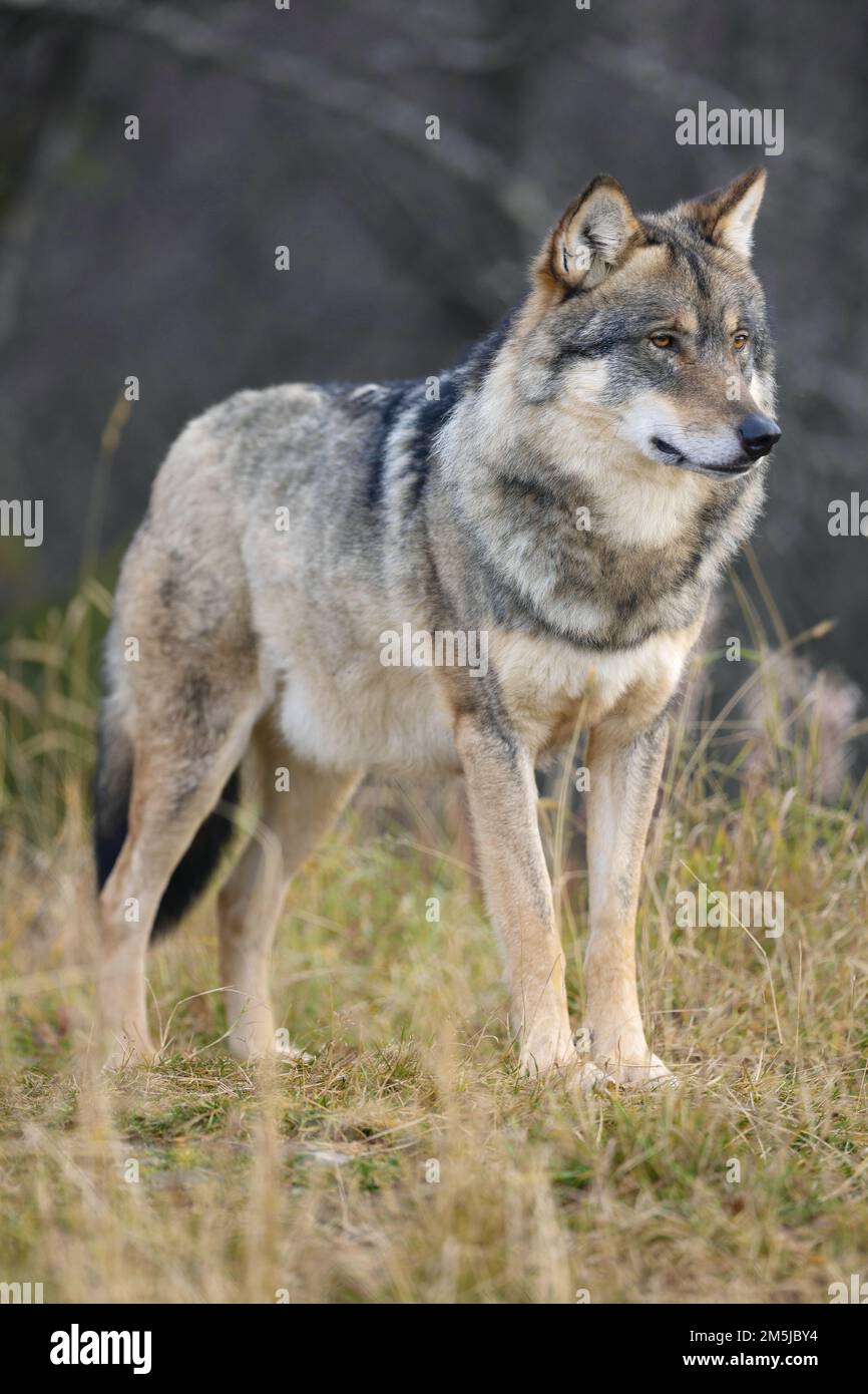 Close up wild male wolf hi-res stock photography and images - Alamy