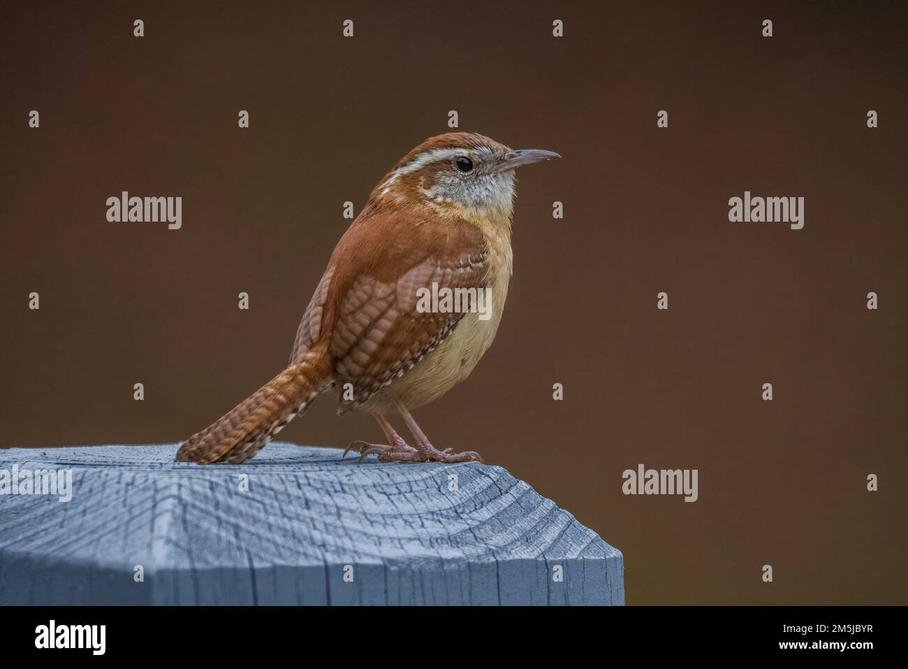 Common species of wren hi-res stock photography and images - Alamy