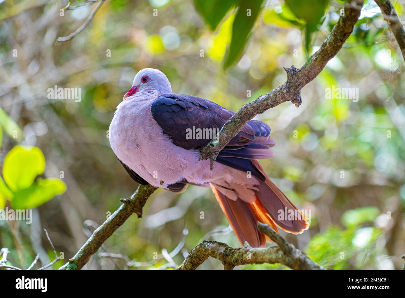 Mauritian pink pigeon perched nesting in dense forest foliage showing ...