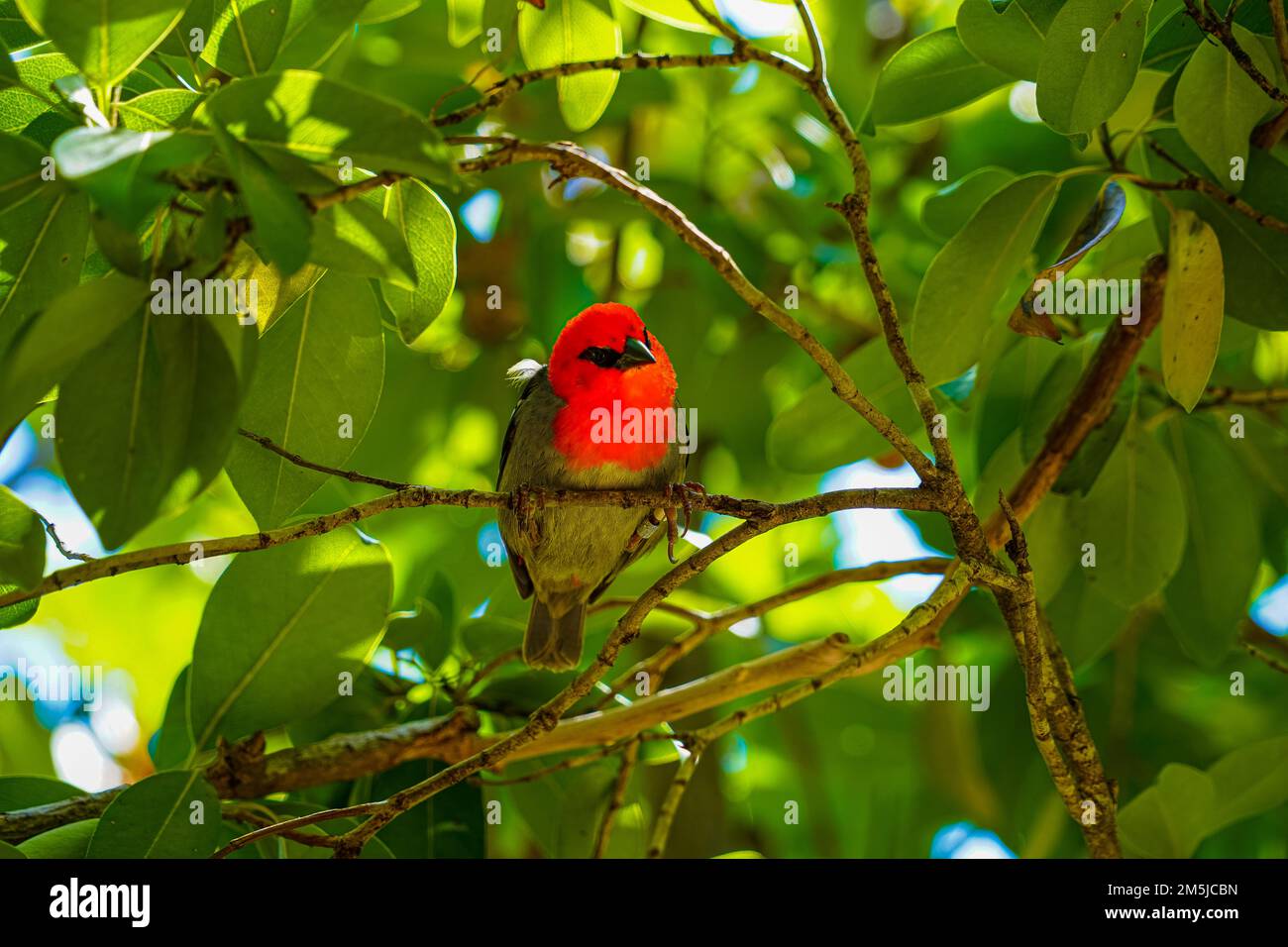 Mauritian red fody native bord wildlife perched and nesting in dense ...