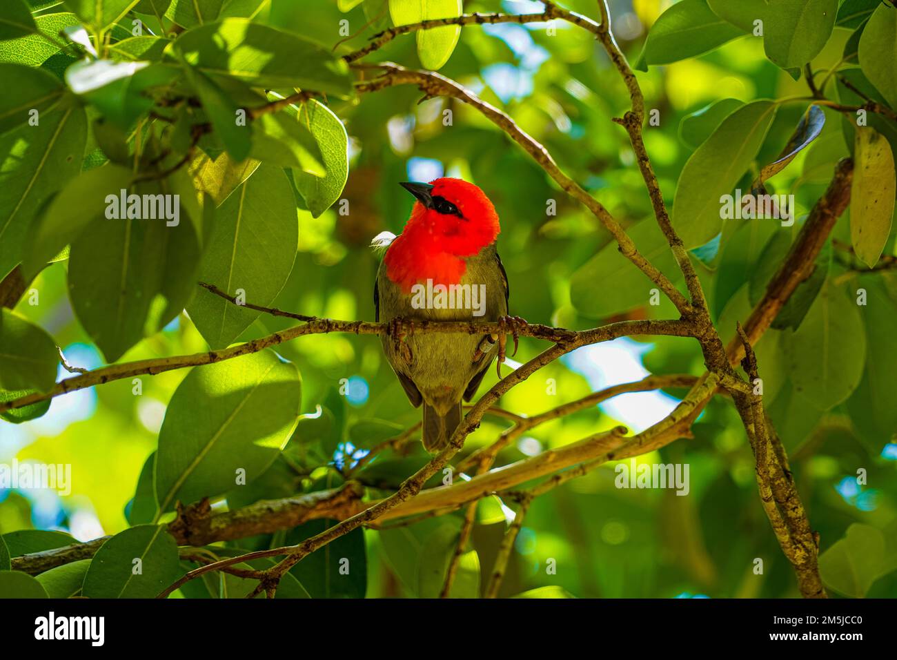 Mauritian red fody native bord wildlife perched and nesting in dense ...