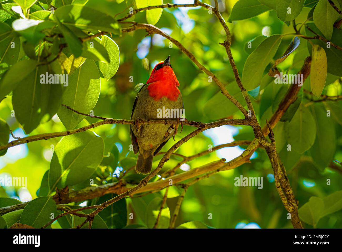 Mauritian red fody native bord wildlife perched and nesting in dense ...