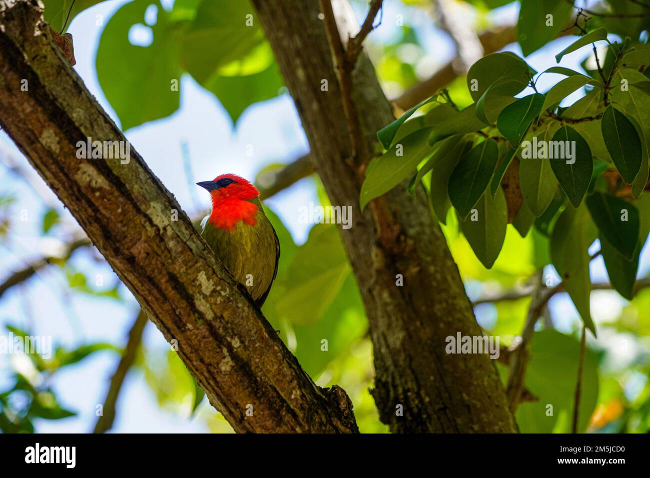 Mauritian red fody native bord wildlife perched and nesting in dense ...