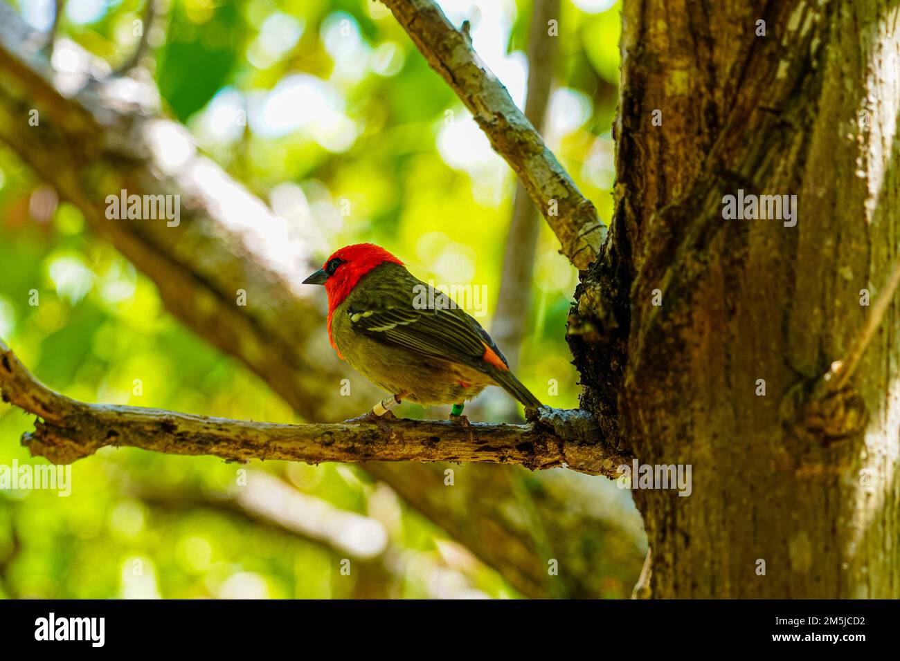 Mauritian red fody native bord wildlife perched and nesting in dense ...