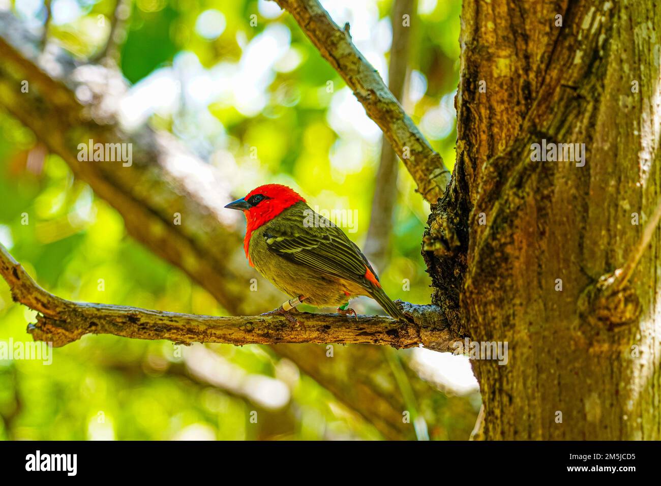 Mauritian red fody native bord wildlife perched and nesting in dense ...