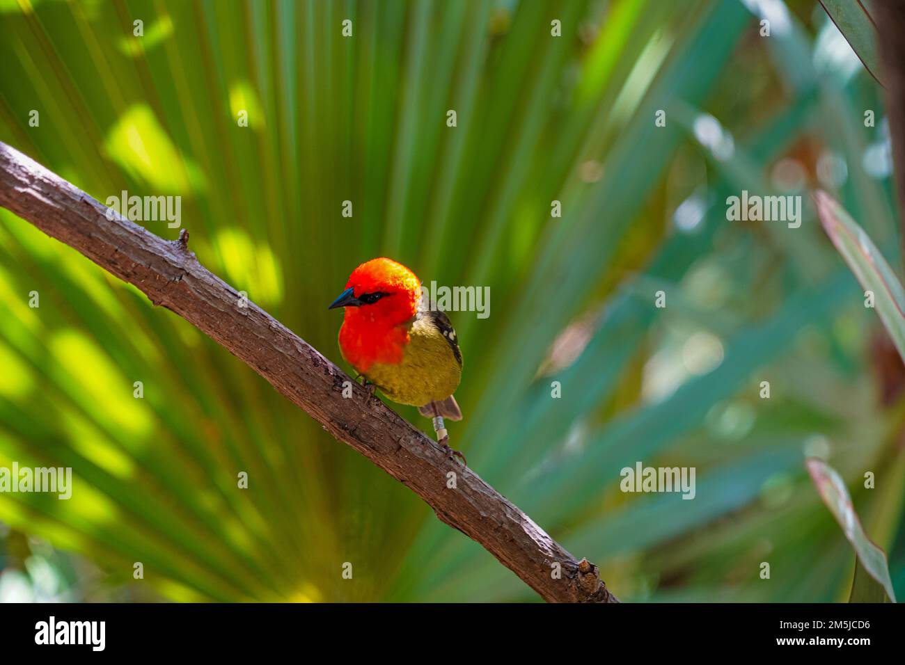 Mauritian red fody native bord wildlife perched and nesting in dense ...