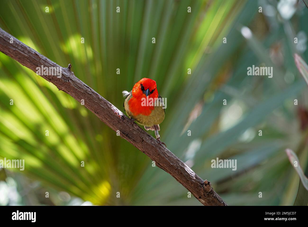 Mauritian red fody native bord wildlife perched and nesting in dense ...
