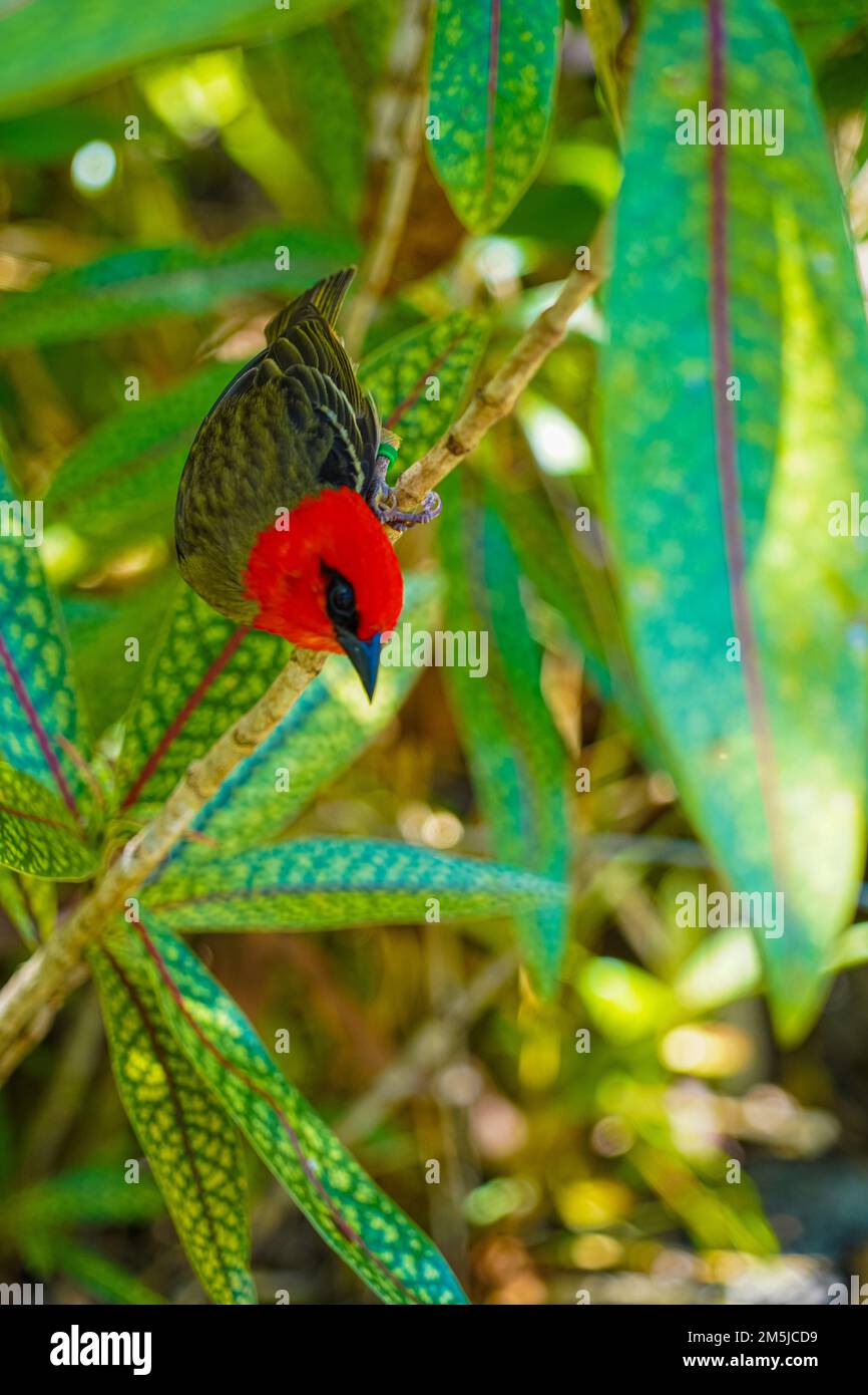 Mauritian red fody native bord wildlife perched and nesting in dense ...