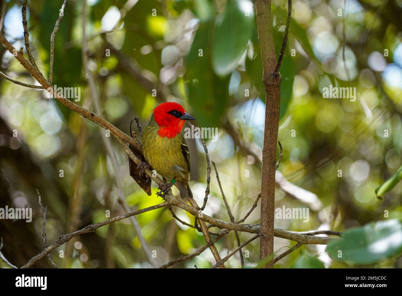 Mauritian red fody native bord wildlife perched and nesting in dense ...