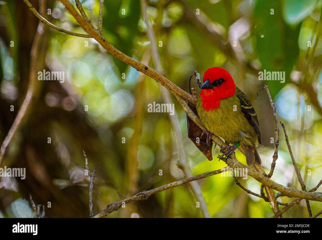 Mauritian red fody native bord wildlife perched and nesting in dense ...