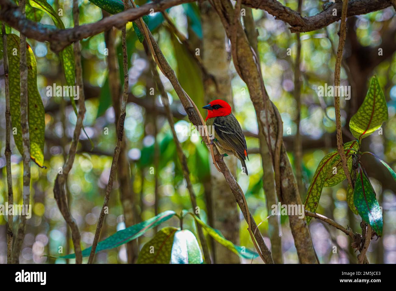 Mauritian red fody native bord wildlife perched and nesting in dense ...