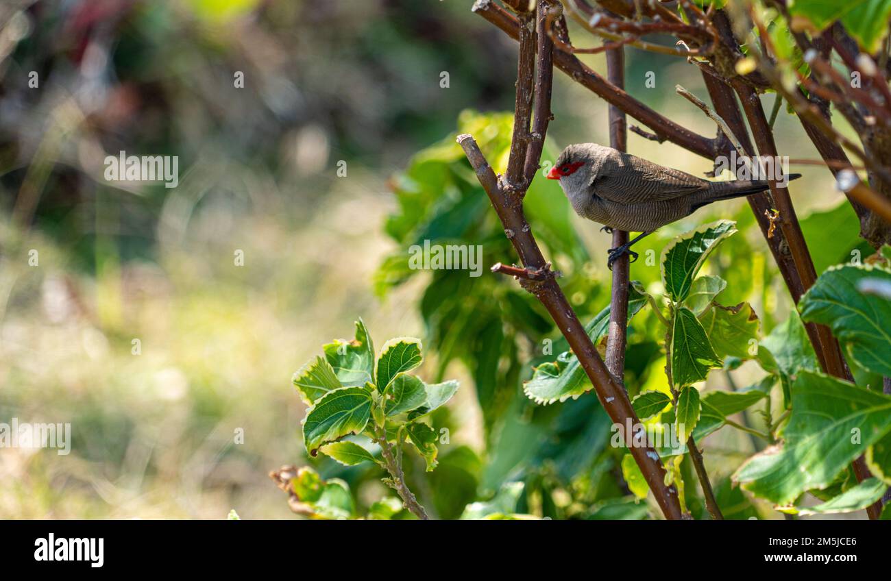 Mauritian zebra finch native bord wildlife perched and nesting in dense ...