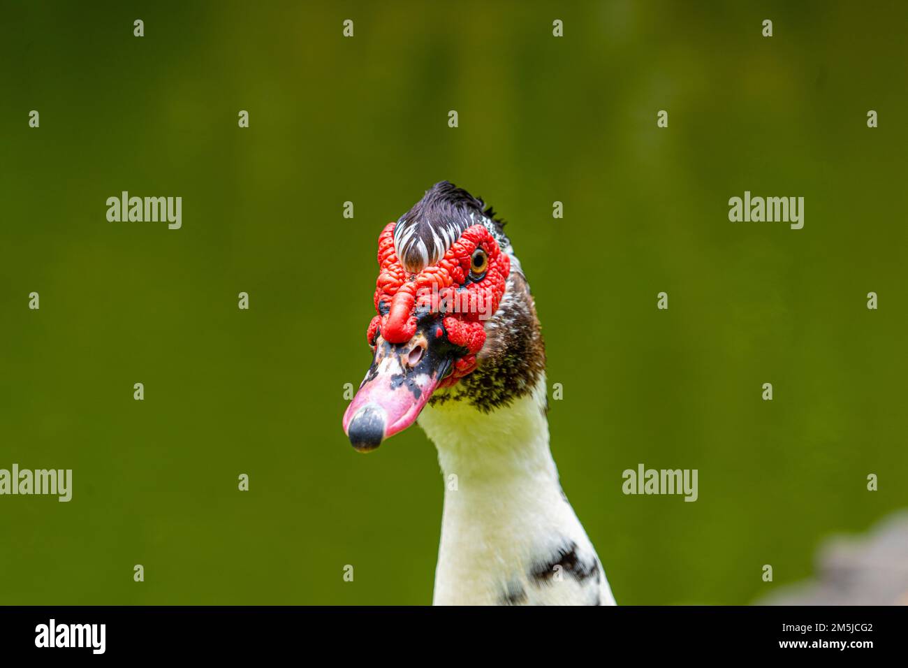 Mauritian muscovy duck native bird showing red markings and black white ...
