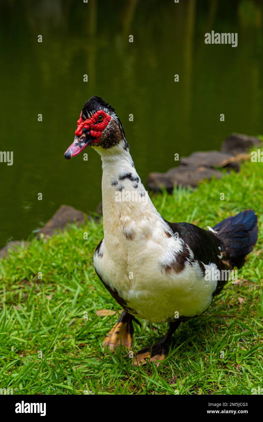 Mauritian muscovy duck native bird showing red markings and black white ...