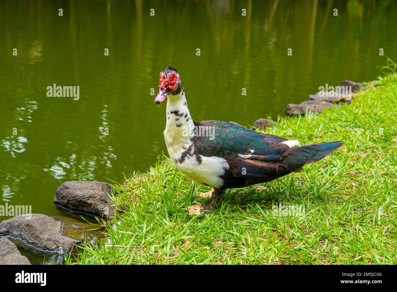 Mauritian muscovy duck native bird showing red markings and black white ...