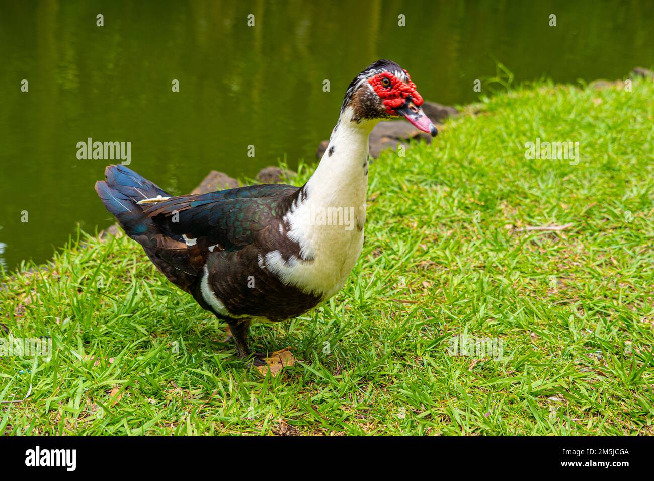 Mauritian muscovy duck native bird showing red markings and black white ...