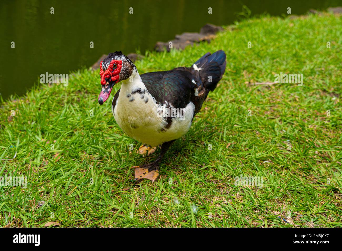 Mauritian muscovy duck native bird showing red markings and black white ...