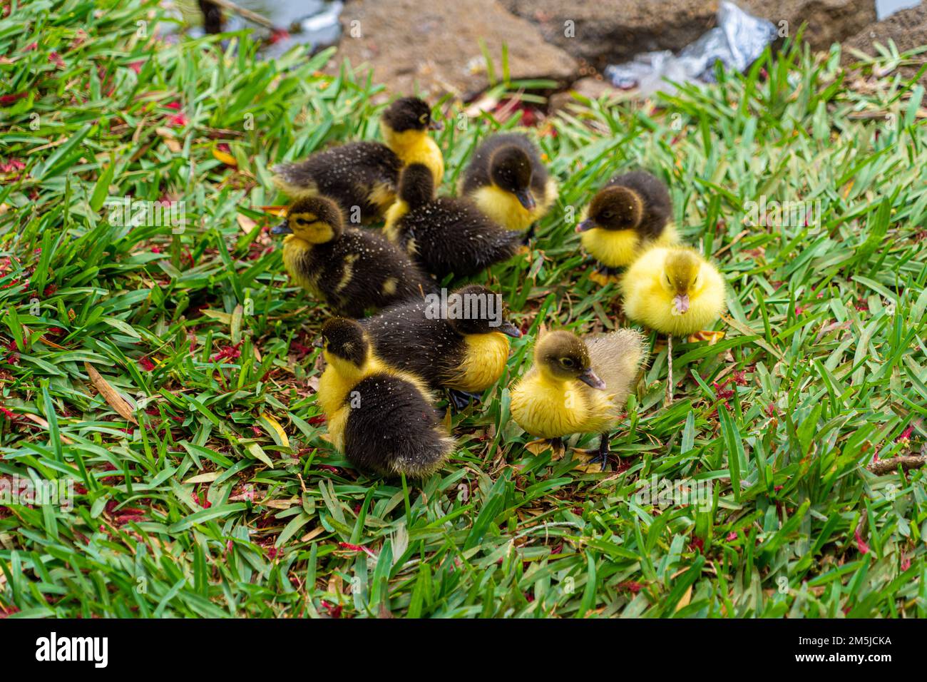 Mauritian muscovy ducklings native bird showing red markings and black ...