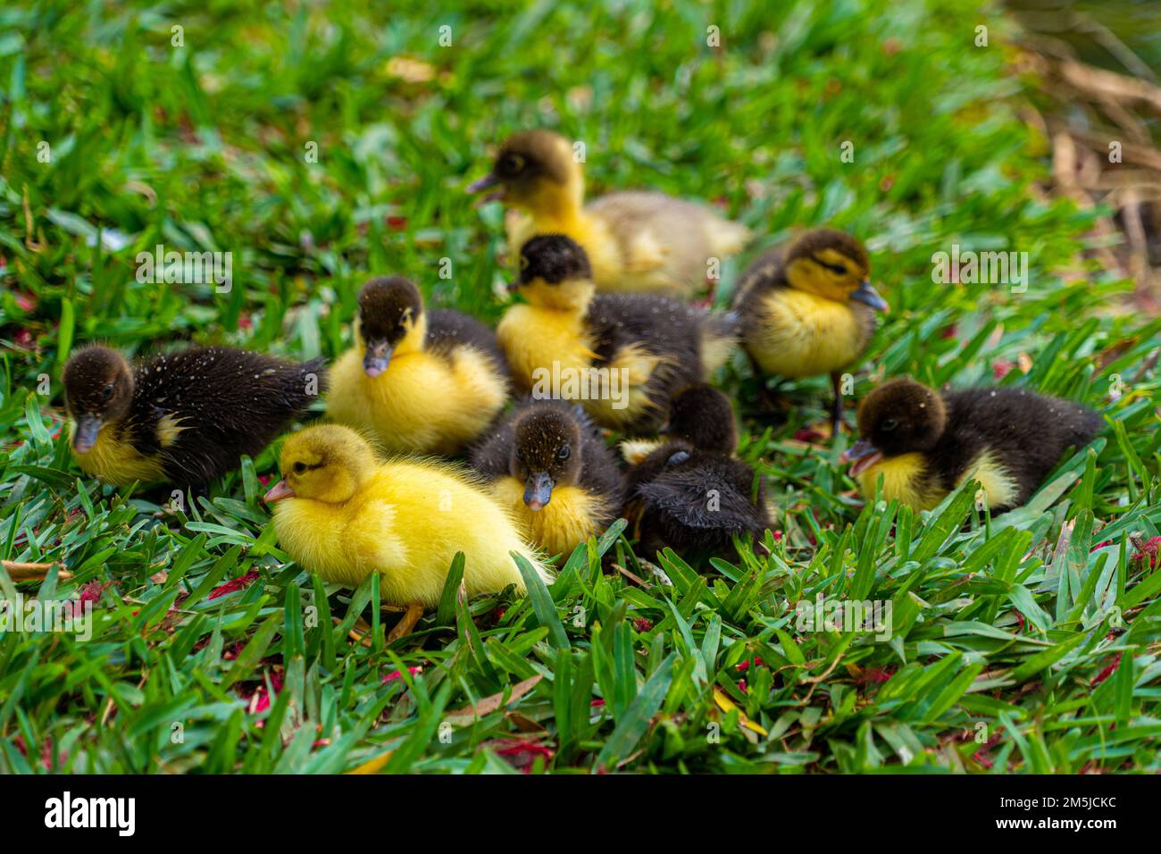 Mauritian muscovy ducklings native bird showing red markings and black ...