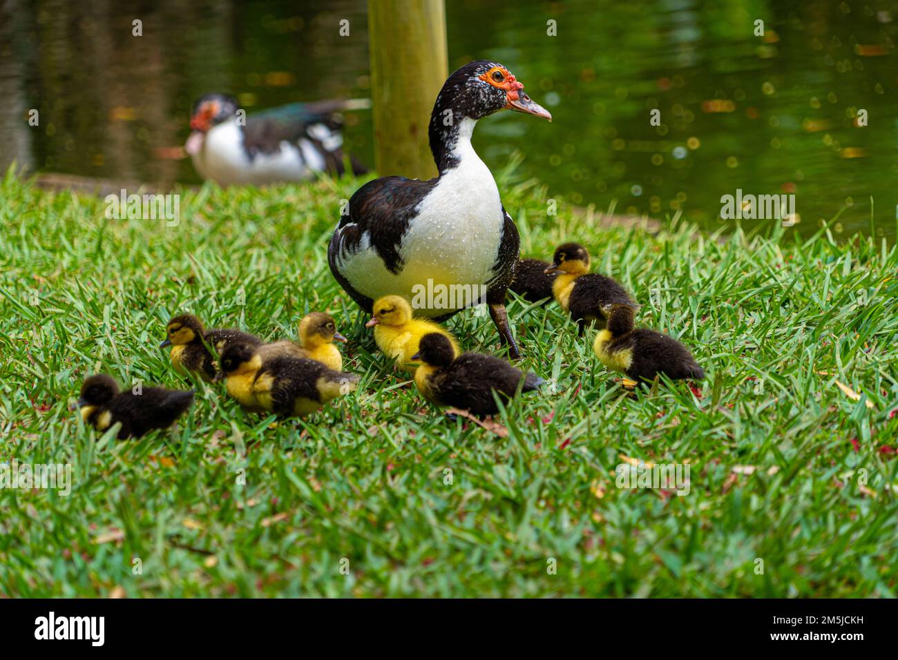 Mauritian muscovy ducklings native bird showing red markings and black ...