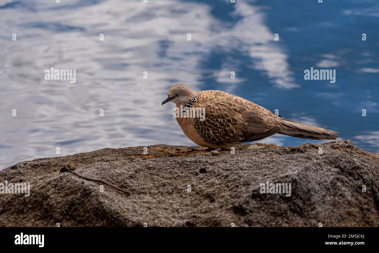 Mauritian spotted dove native bird showing black white yellow and grey ...
