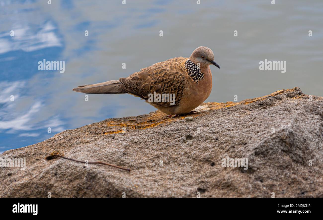 Mauritian spotted dove native bird showing black white yellow and grey ...