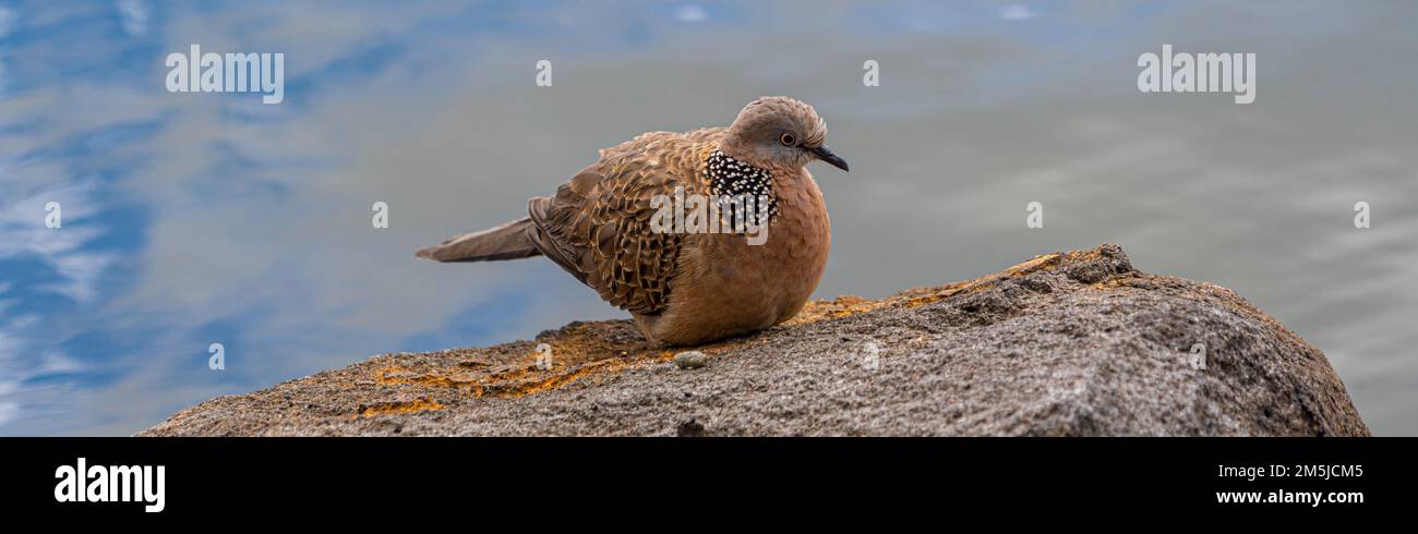 Mauritian spotted dove native bird showing black white yellow and grey ...