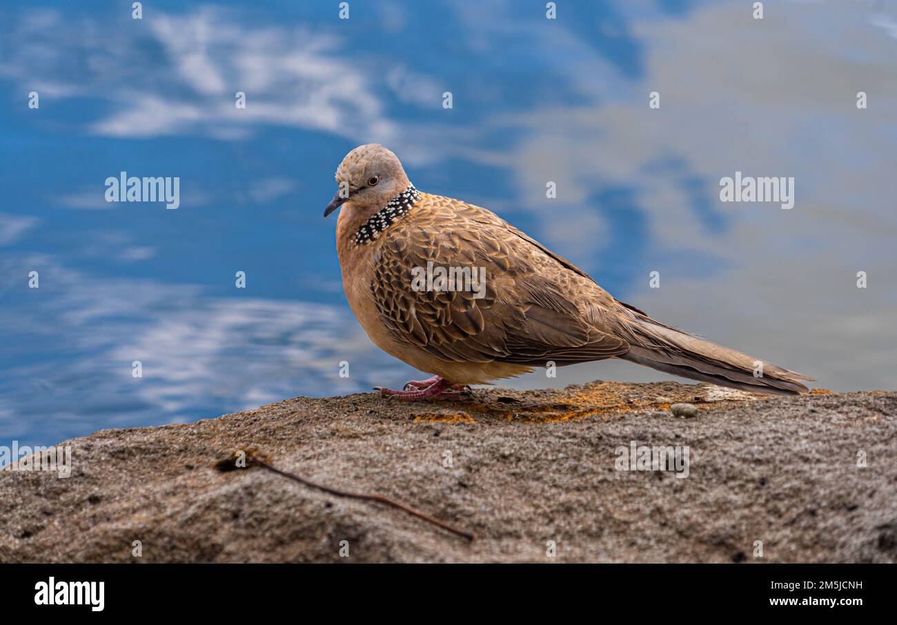 Mauritian spotted dove native bird showing black white yellow and grey ...