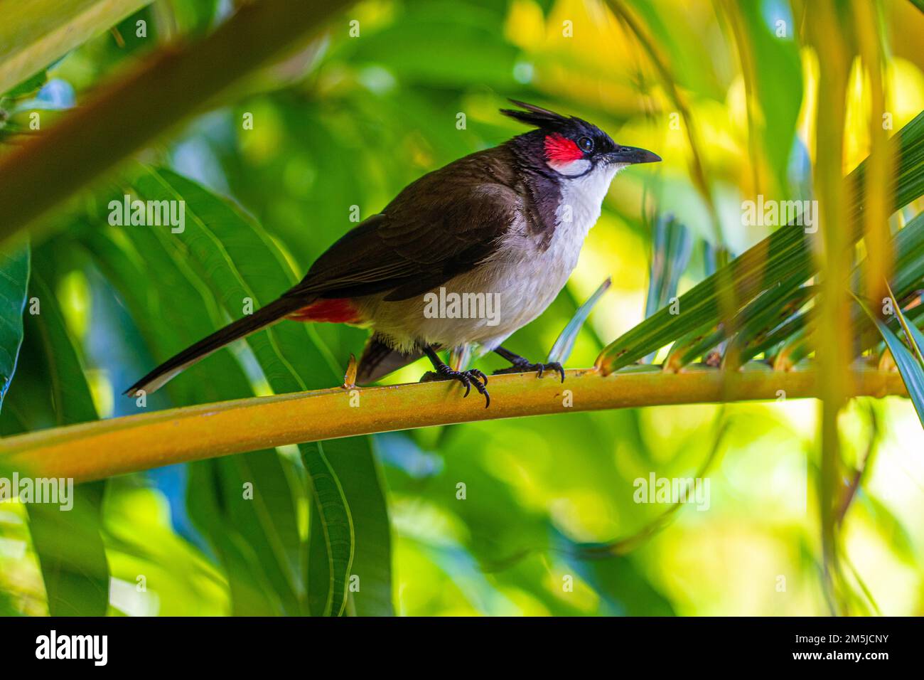 Mauritian pingo conde bird showing black white red and grey spotted ...