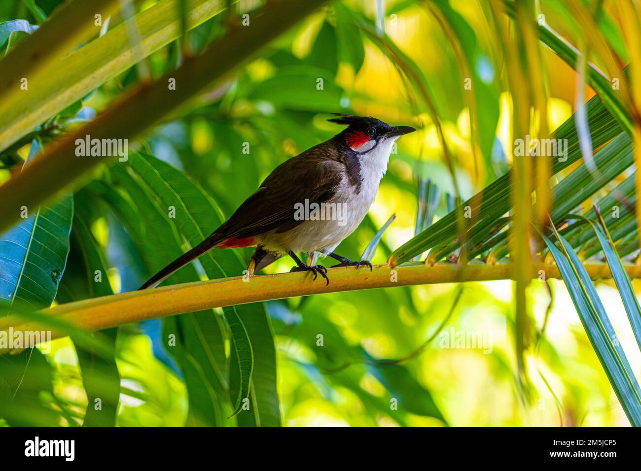 Mauritian pingo conde bird showing black white red and grey spotted ...