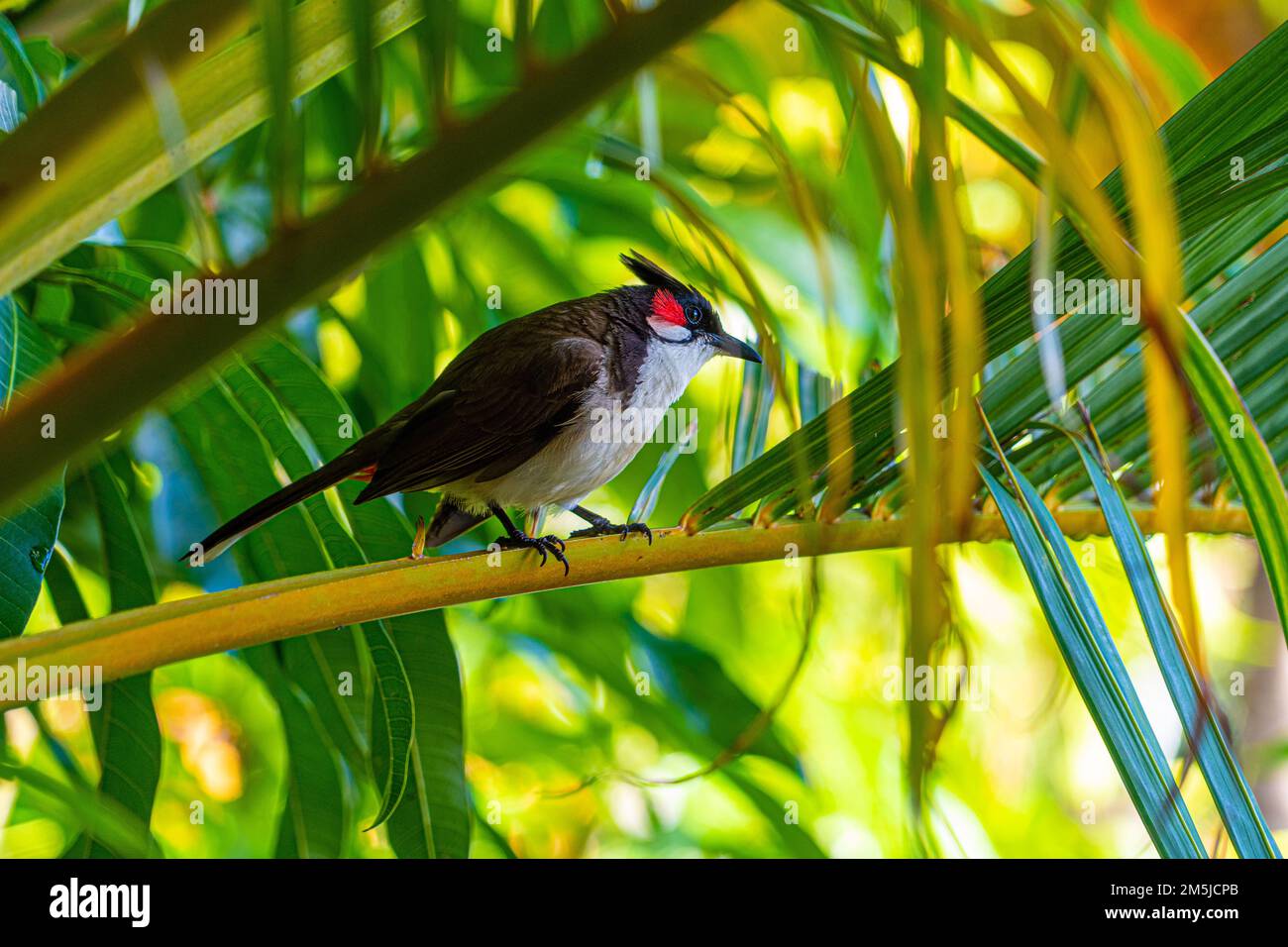 Mauritian pingo conde bird showing black white red and grey spotted chest and tail feathers ...