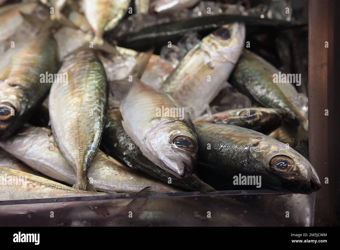 Fresh horse mackerel or Japanese aji on display in fish market in ...
