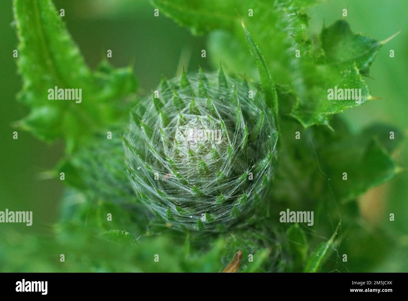 Natural closeup on an emerging flowering bud of the European marsch ...