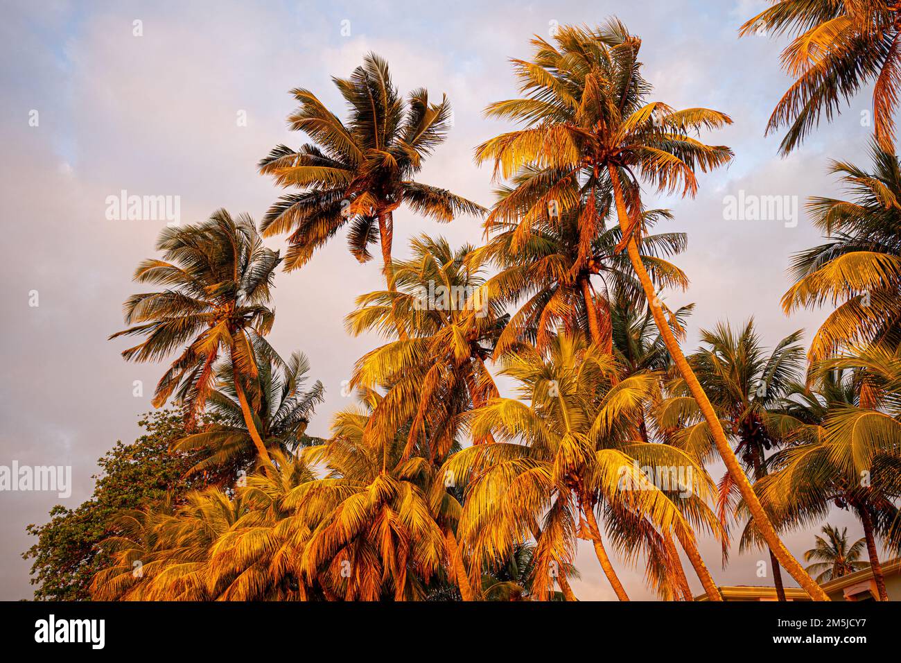 Palm Trees reflecting orange and yellow sunset Stock Photo - Alamy